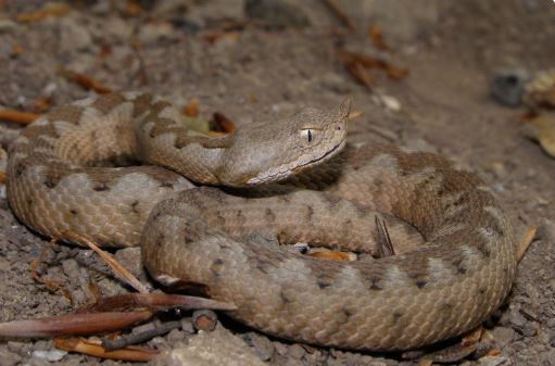 Víbora Cornuda | Las serpientes más venenosas de Europa