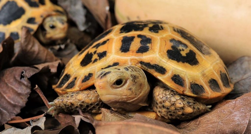 Tortuga Selvática | La tortuga de tierra más desconocida del planeta