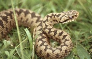 Víbora Común Europea | Vipera Berus la víbora de los Mil y Un nombres