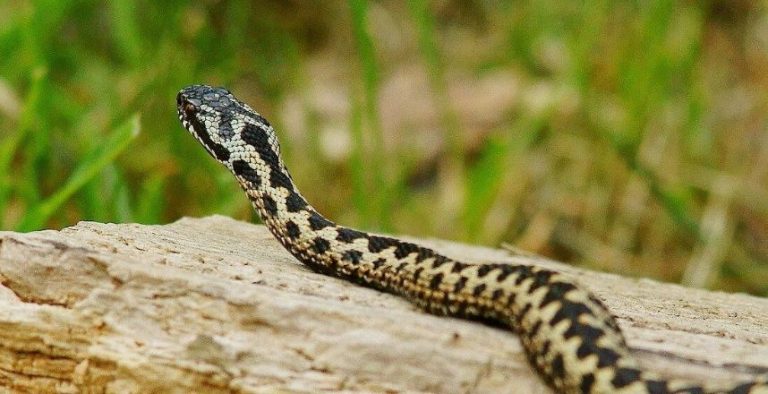 Víbora Común Europea | Vipera Berus la víbora de los Mil y Un nombres