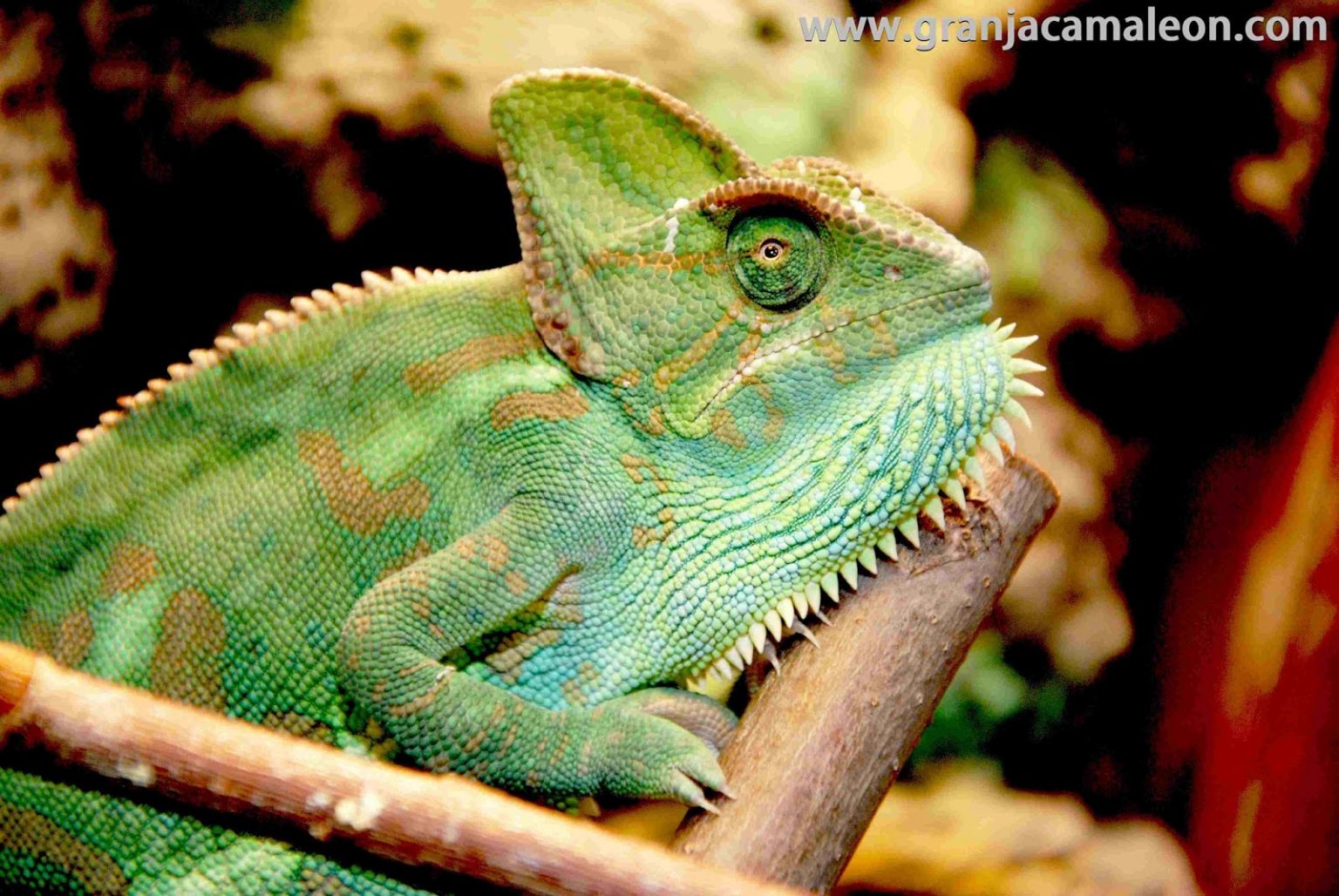 ¿Puedo alojar camaleones con velo juntos? | Los Reptiles